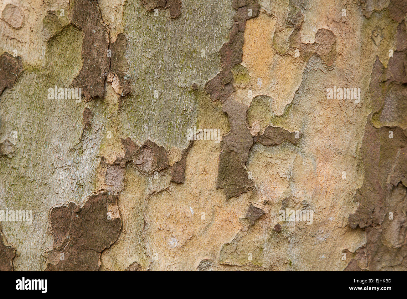 Buttonwood tree hi-res stock photography and images - Alamy
