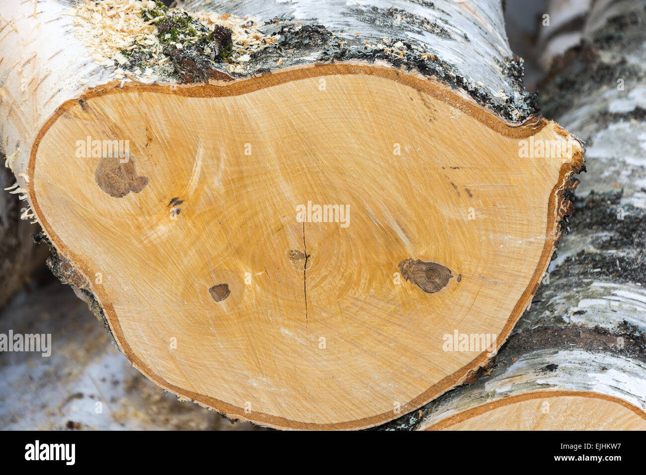 Cut birch hi-res stock photography and images - Alamy