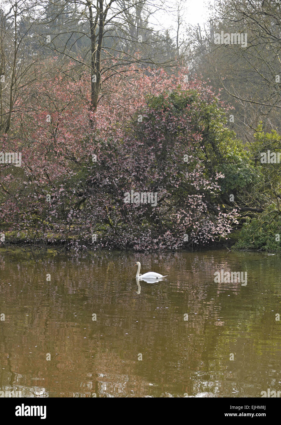 Mute Swan on the River Glyme, Blenheim Palace Gardens, Oxfordshire ...