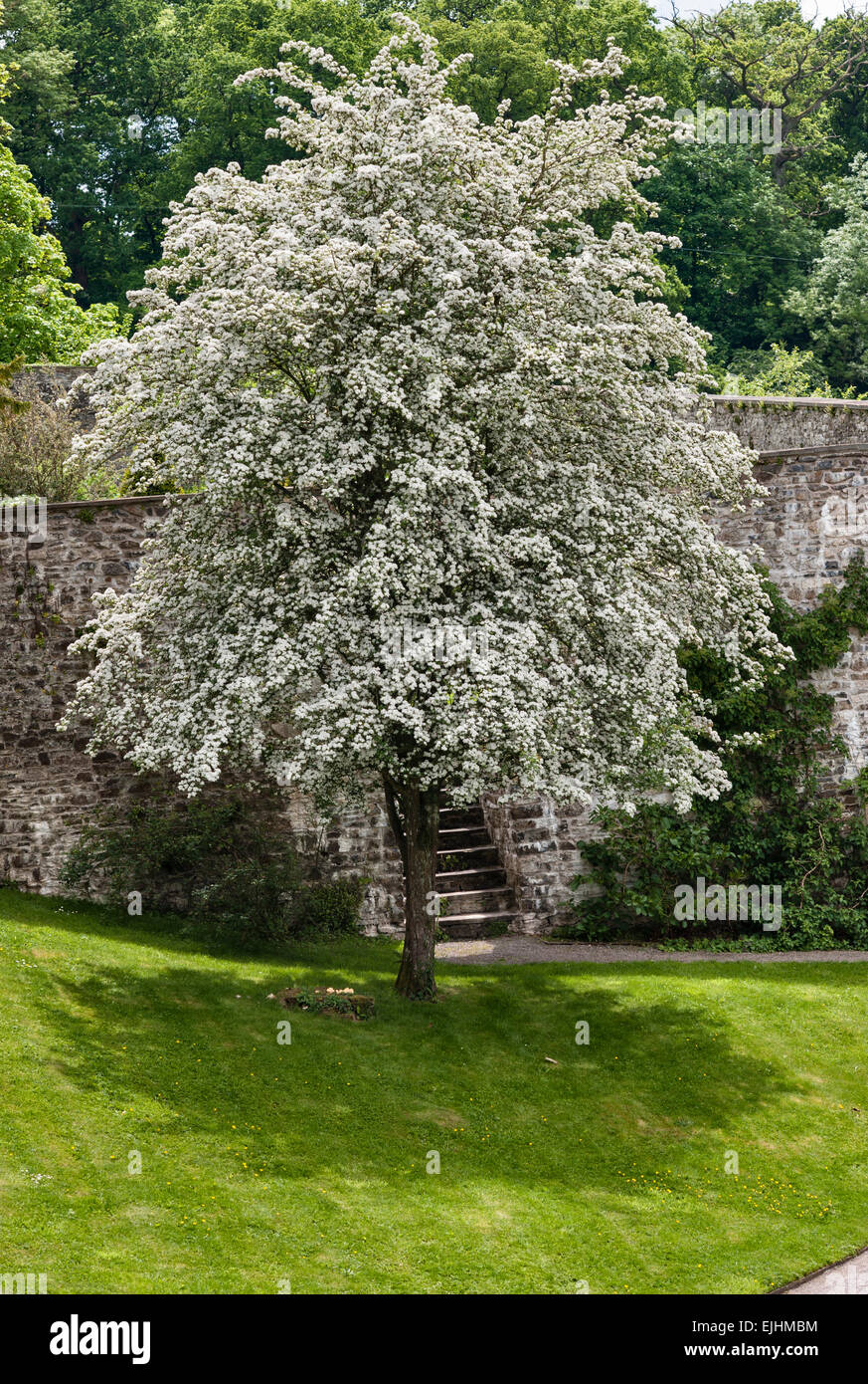 Hawthorn tree garden hi-res stock photography and images - Alamy