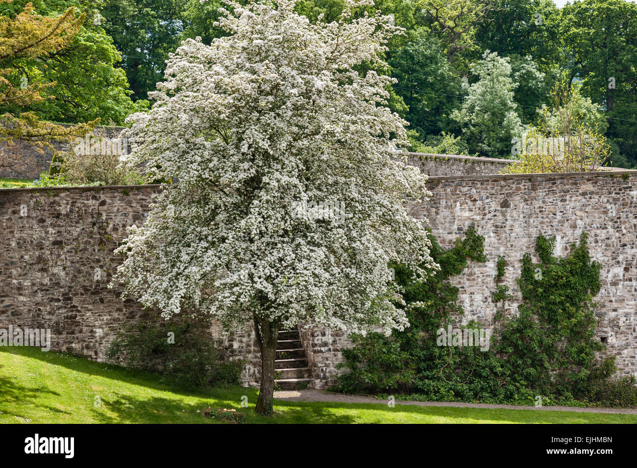 Aberglasney House and Gardens, Carmarthen, Wales, UK. A spectacular ...