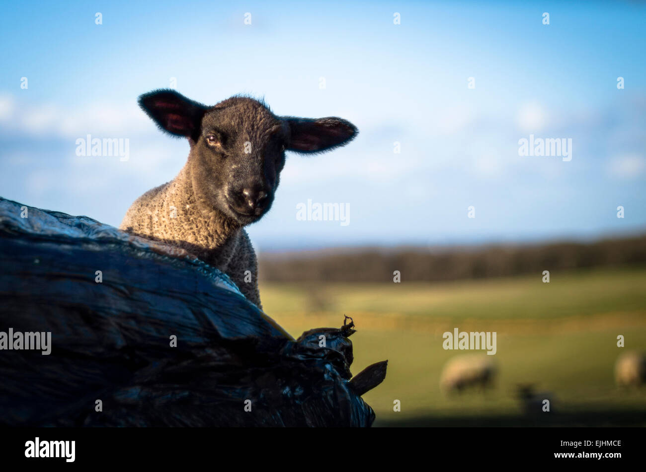 Close up lamb standing hi-res stock photography and images - Alamy