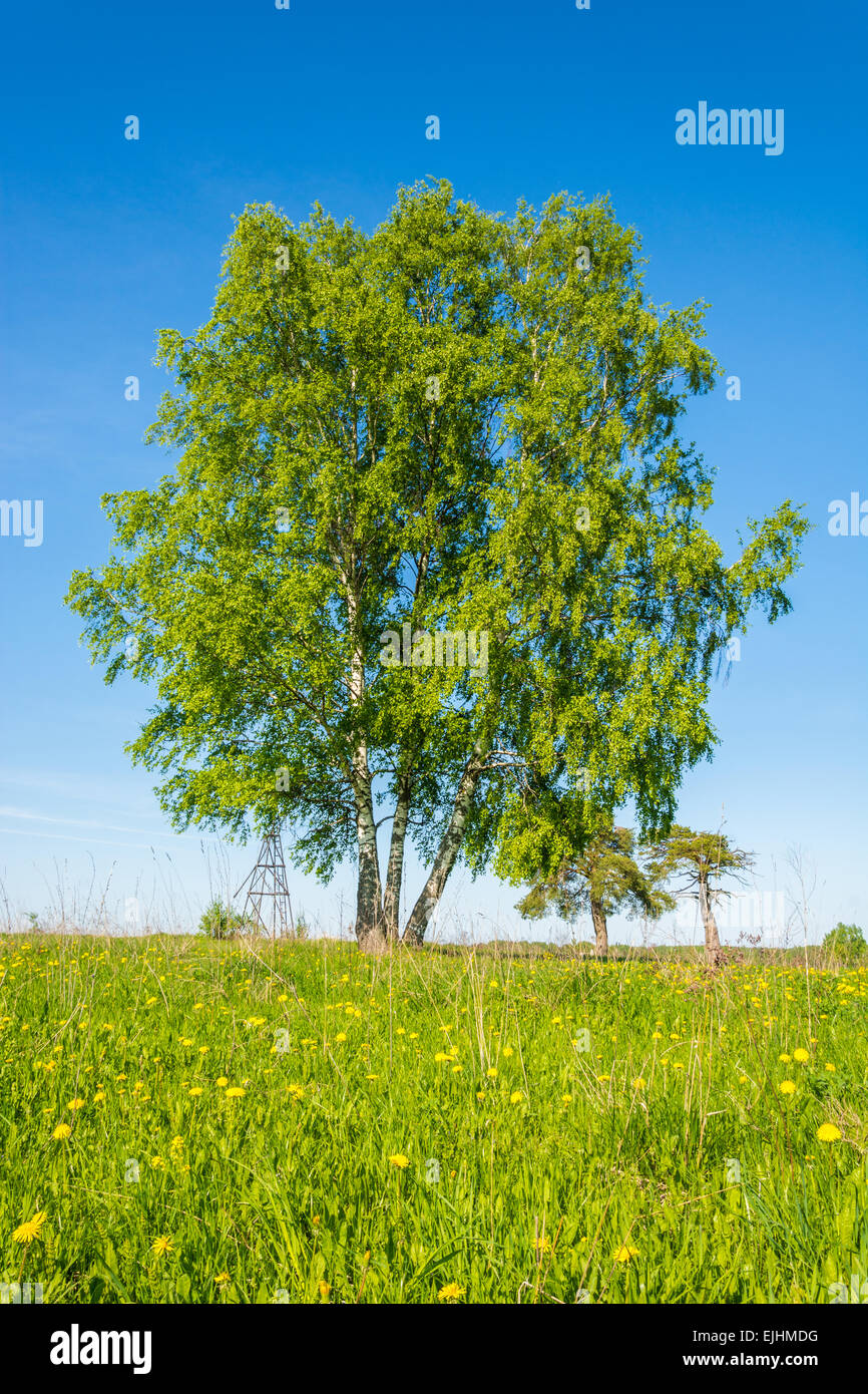 Curly birch hi-res stock photography and images - Alamy
