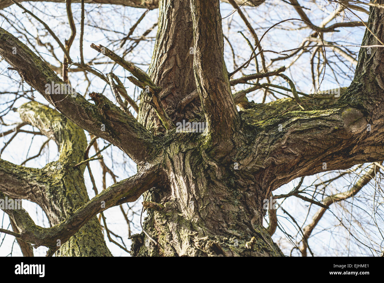Close up of a tree with textured bark and winding branches Stock Photo ...