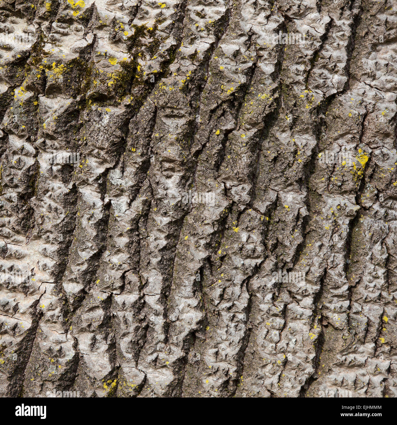 White poplar bark texture hi-res stock photography and images - Alamy