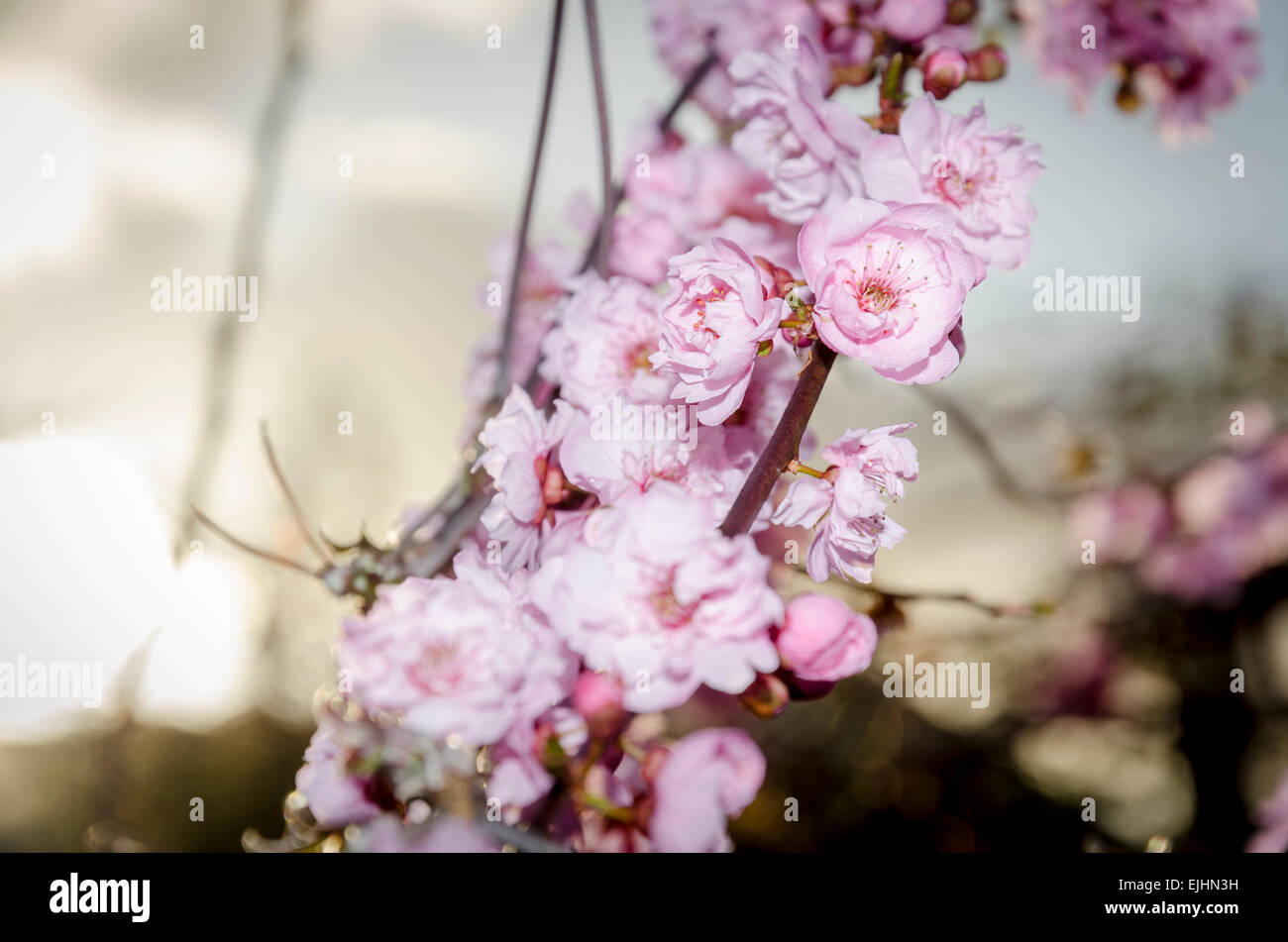 Ornamental Plum tree, also known as cherry plum, myrobalan plum ...