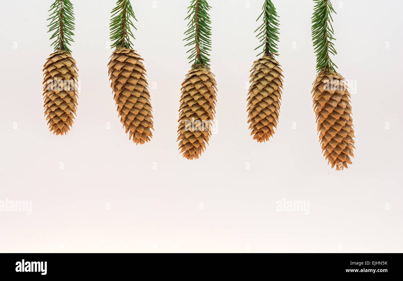 Five fir cones on the green branches. The background is white Stock ...