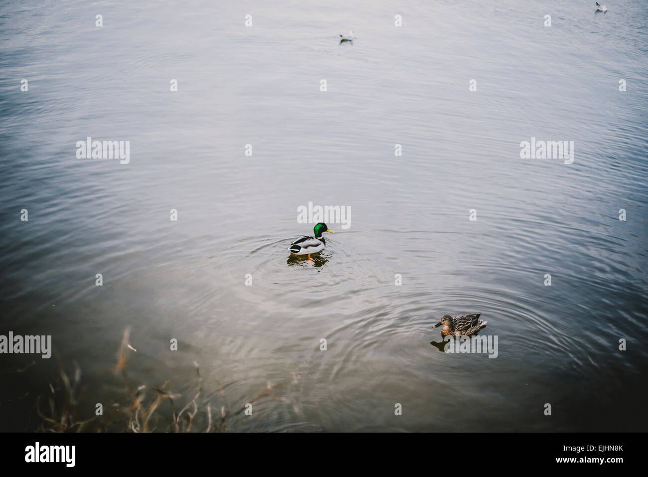 Photograph from above of two ducks swimming in shallow lake water Stock ... Photograph from above of two ducks swimming in shallow lake water Stock ...