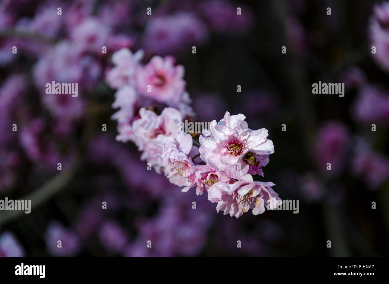 Ornamental Plum tree, also known as cherry plum, myrobalan plum ...