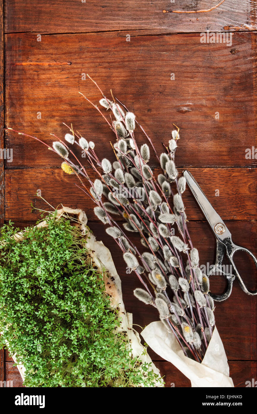 Easter composition of cress, willow twigs with catkins and scissors on ...