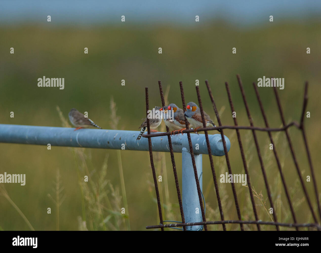 Finches hi-res stock photography and images - Alamy