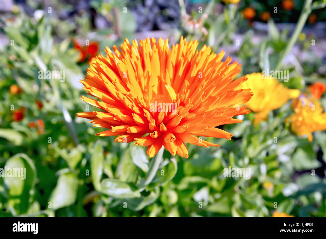 Calendula orange in the garden Stock Photo - Alamy