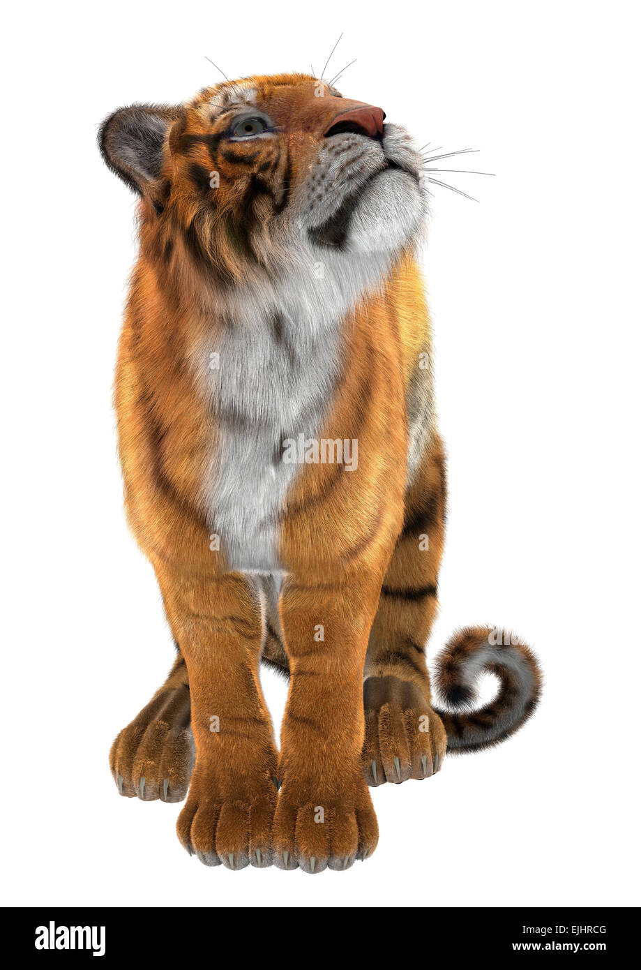 3D digital render of a sitting tiger isolated on white background Stock ...