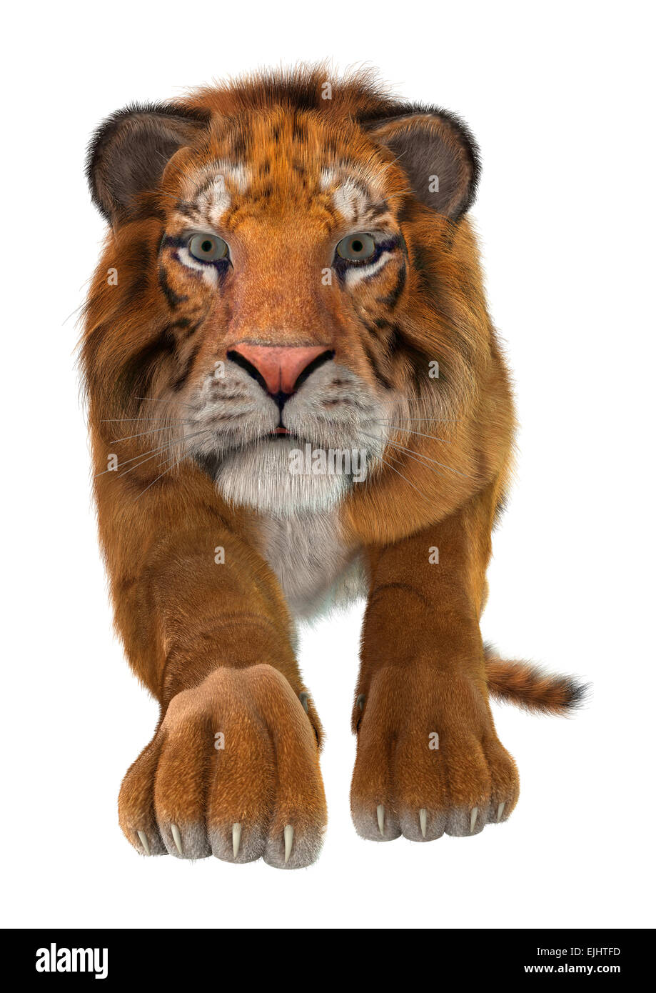 3D digital render of a tiger isolated on white background Stock Photo ...
