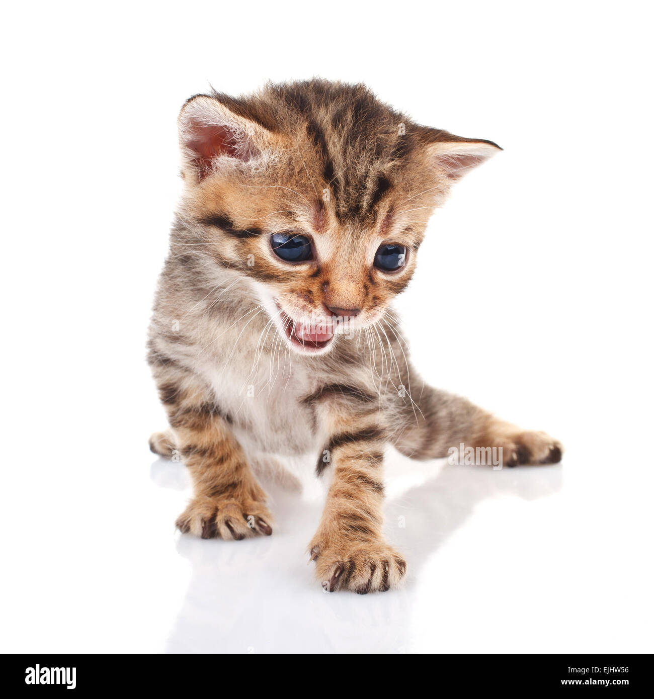 Crying animals hi-res stock photography and images - Alamy
