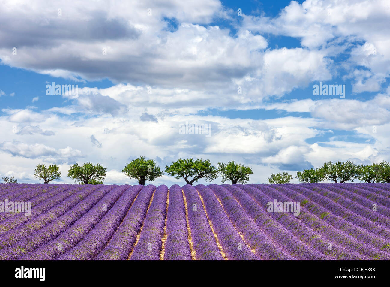 Horizontal view of lavender field, France, Europe Stock Photo - Alamy