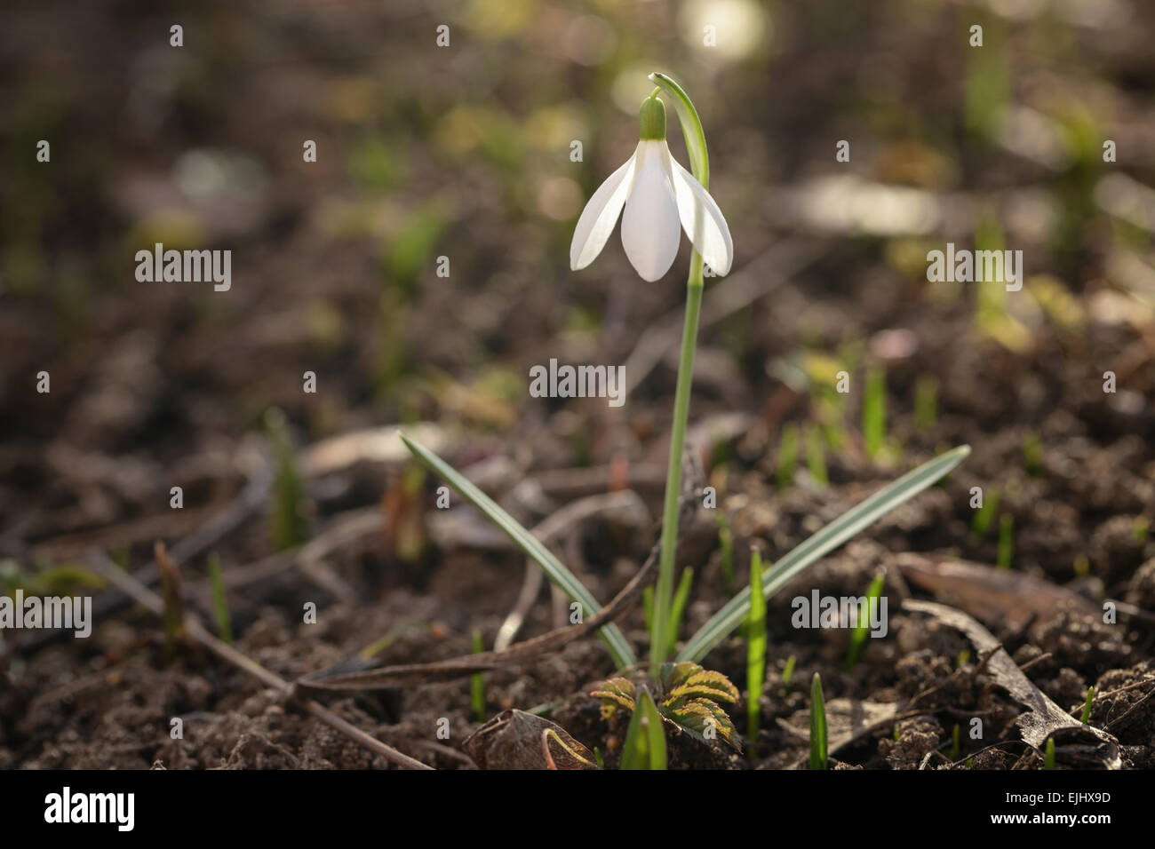 single snowdrop flower close up photo with very shallow focus Stock ...