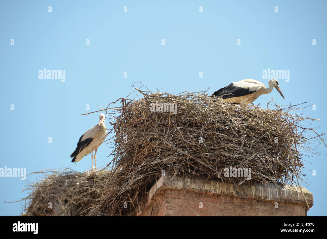 Storks nesting on the walls of the Marrakesh old town in Morocco Stock ...