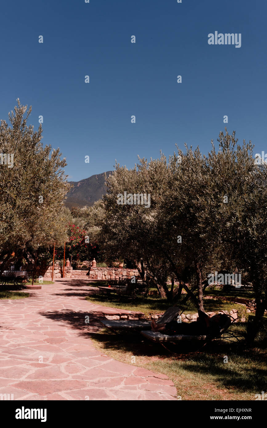 Olive trees morocco hi-res stock photography and images - Alamy