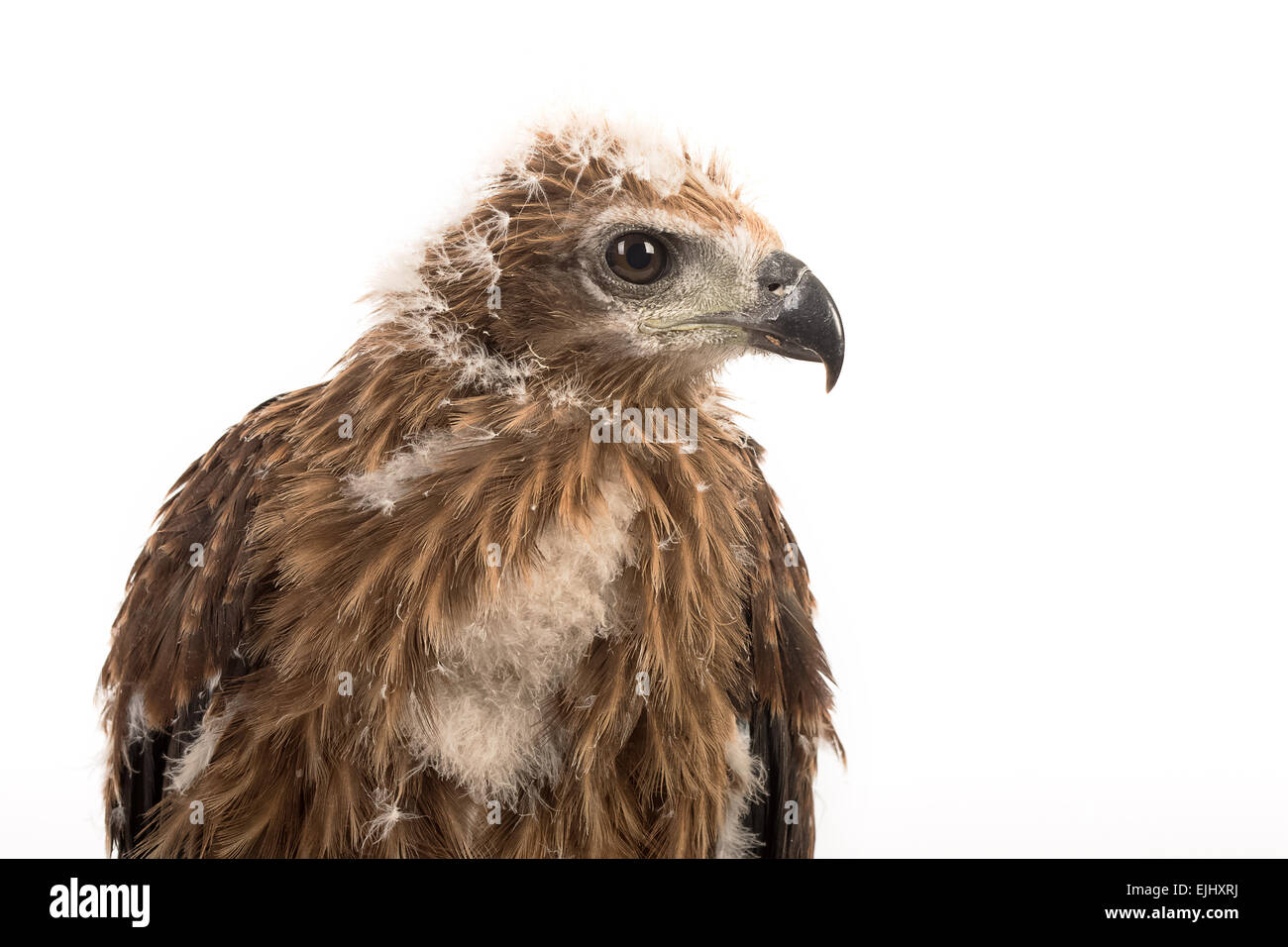 Young Brahminy Kite , Red-backed Sea-eagle Stock Photo - Alamy