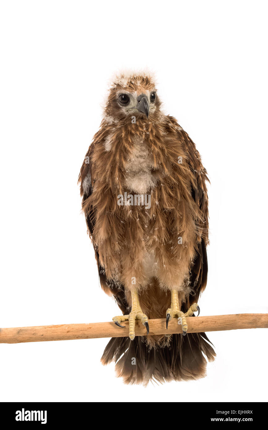 Sea falcon Cut Out Stock Images & Pictures - Alamy