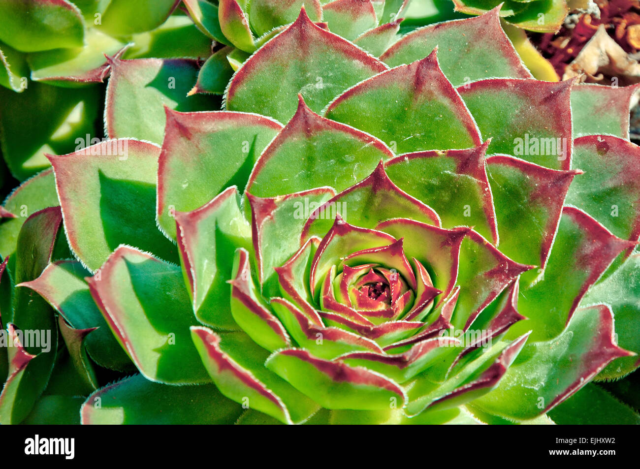 Crassulaceae Crassulaceae High Resolution Stock Photography and Images ...