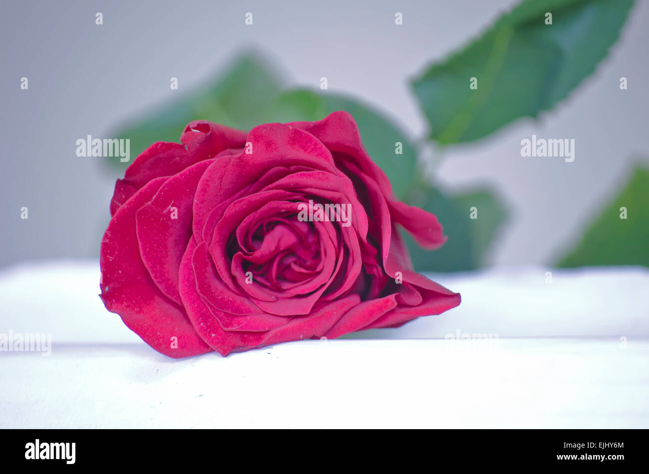 Red rose at Chennai,Tamil Nadu,India Stock Photo - Alamy