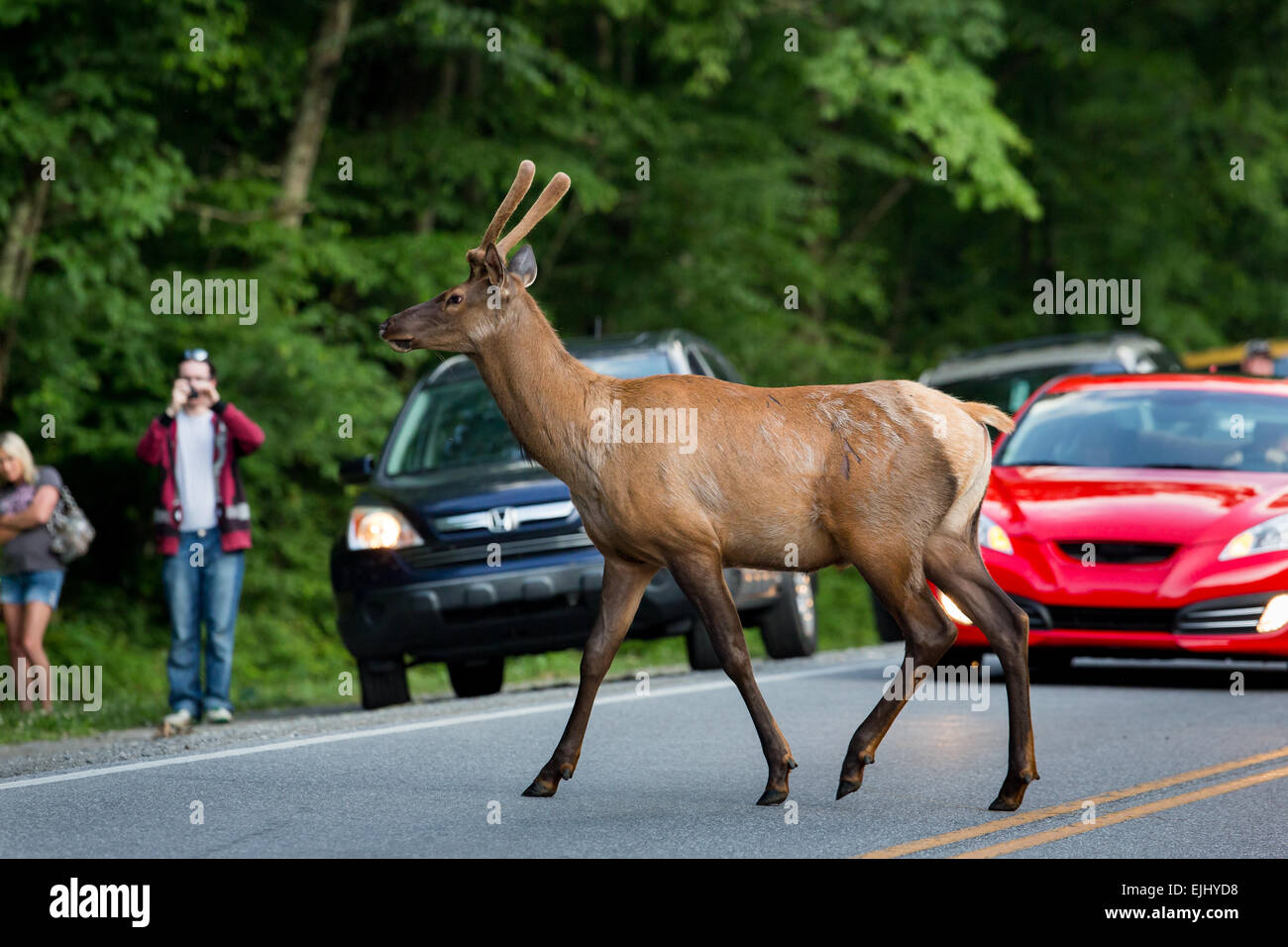 Bull elk stopping traffic in the Smoky Mountains Stock Photo - Alamy