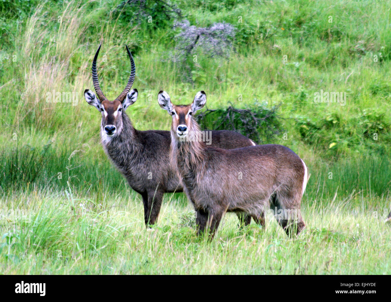 Waterbuck, Male and Female, Kobus Ellipsiprymnus, Arusha National Park ...