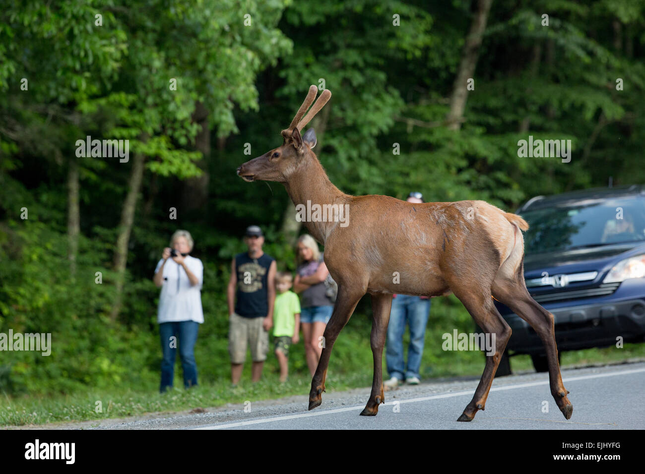 Bull elk stopping traffic in the Smoky Mountains Stock Photo - Alamy