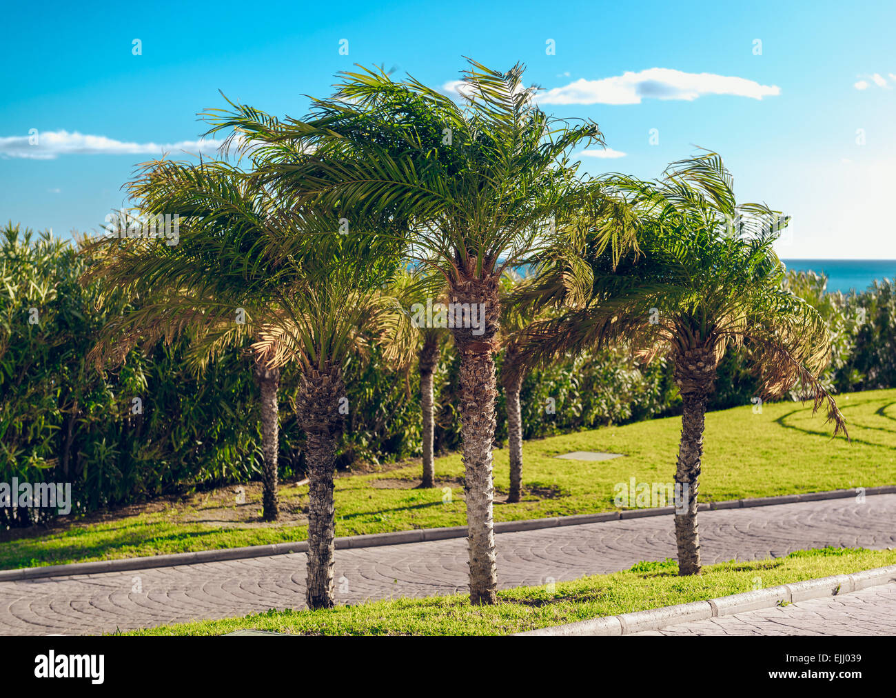 Spanish coastal palm trees hi-res stock photography and images - Alamy