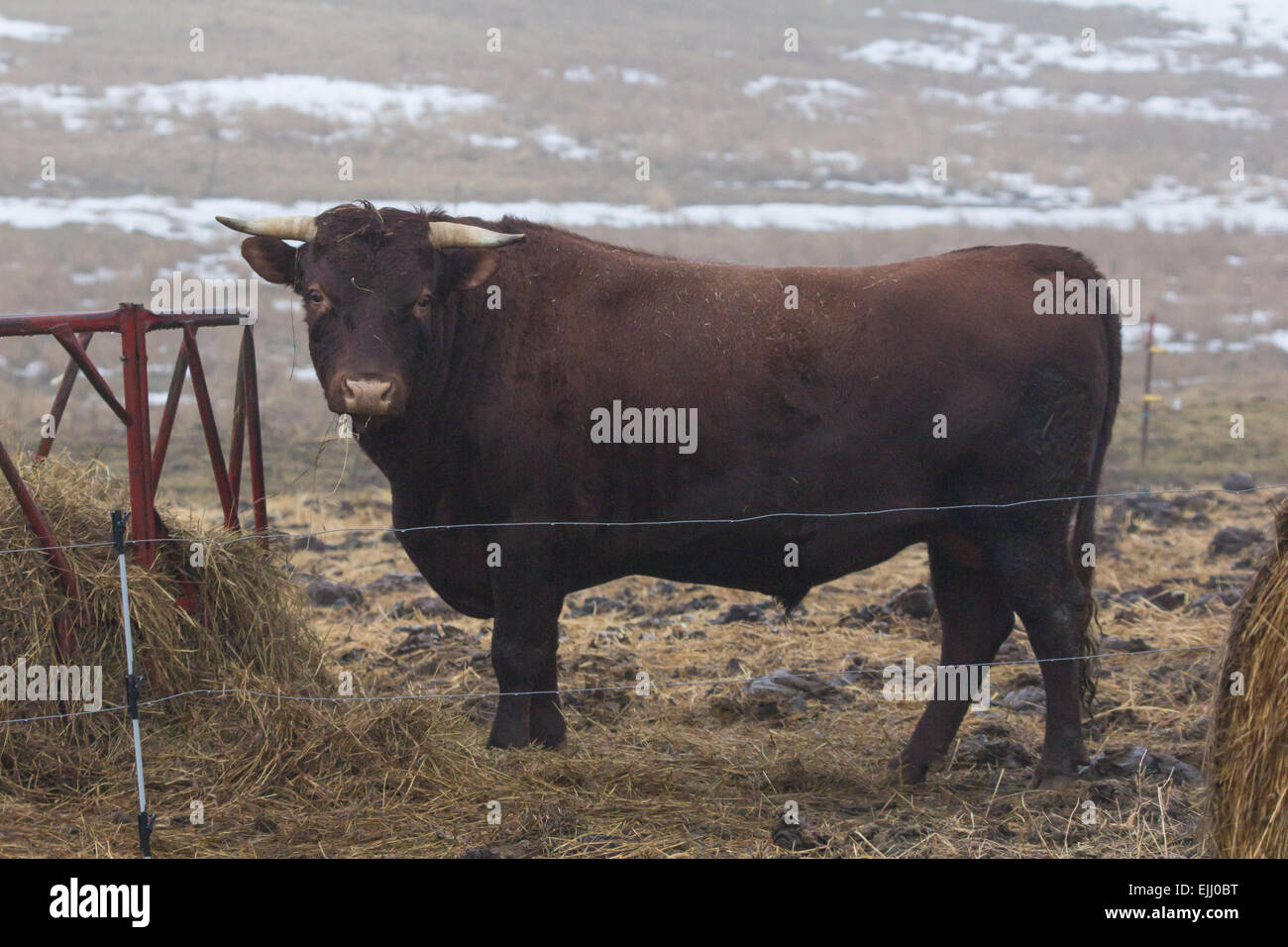 A large American Milking Devon bull feeding in the pasture Stock Photo ...