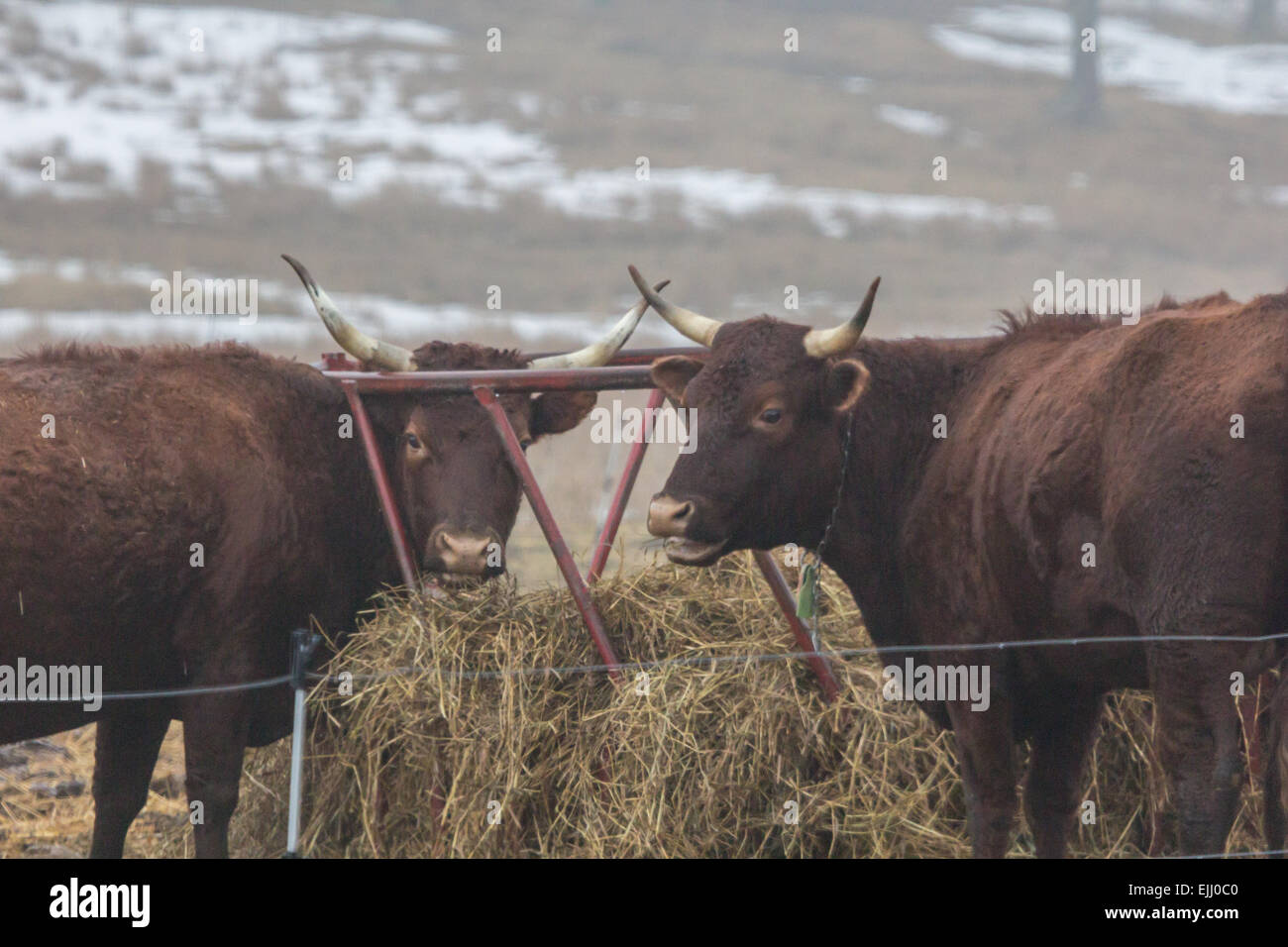 Two American Milking Devon cows feed at a hay ring Stock Photo - Alamy