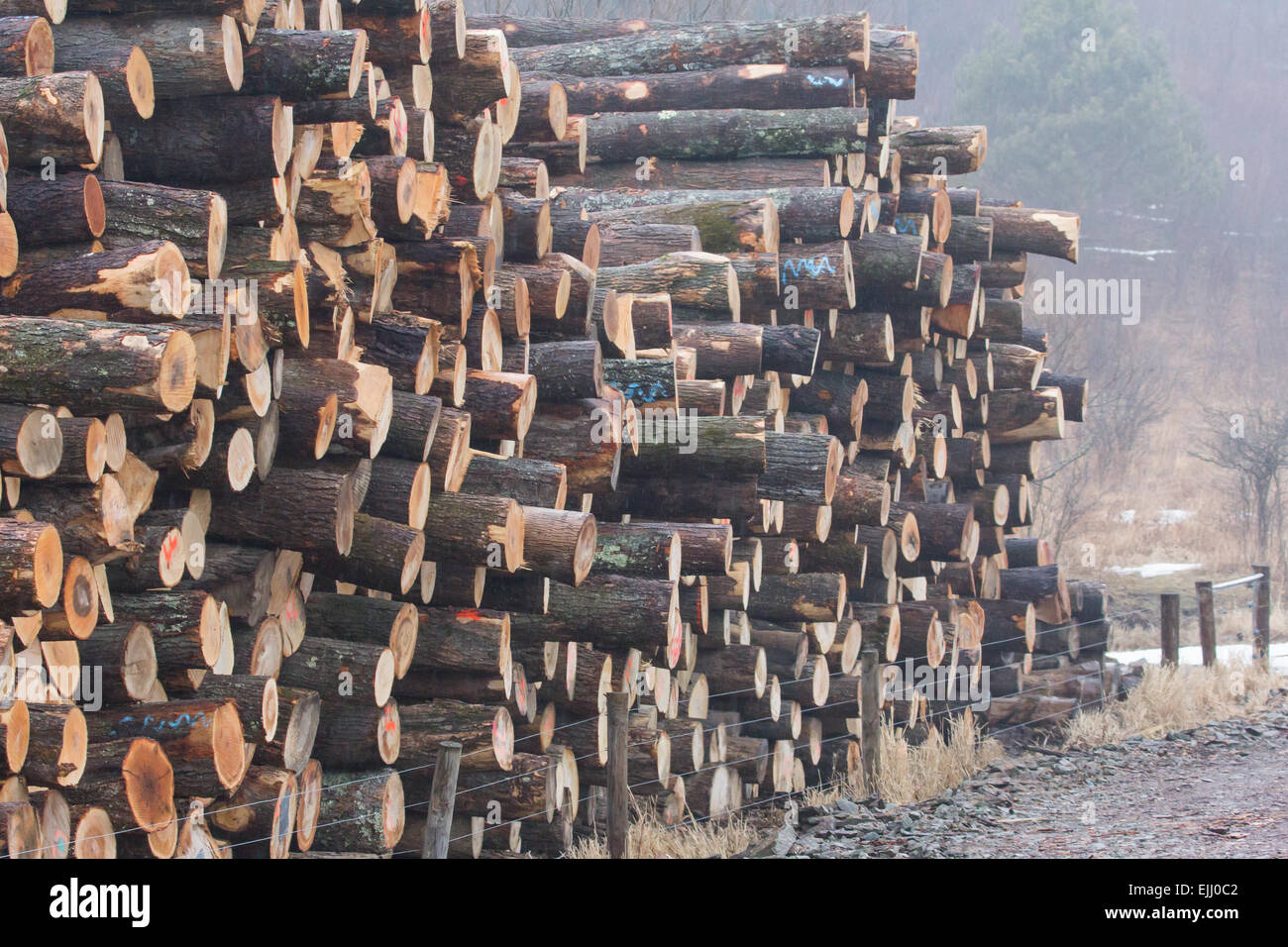 Logs at a sawmill hi-res stock photography and images - Alamy