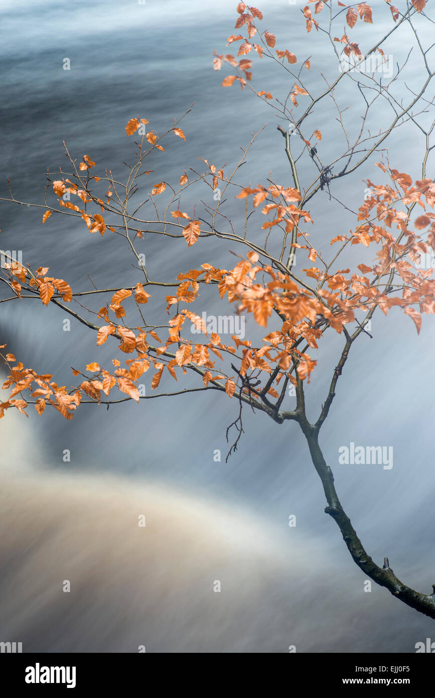 Autumn Fall forest landscape river flowing through golden vibrant ...