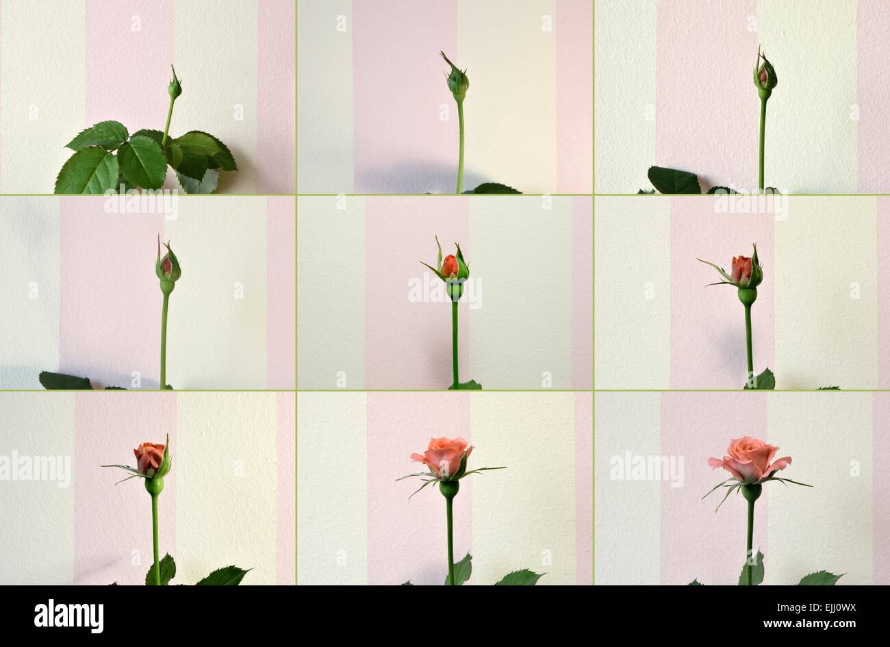 Birth flower is rose hi-res stock photography and images - Alamy