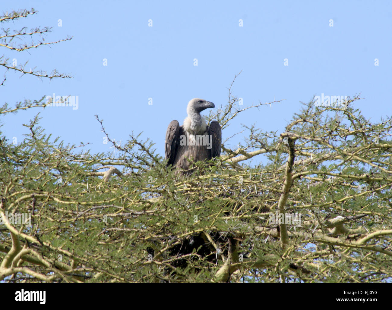 Gyps africanus acacia tree hi-res stock photography and images - Alamy