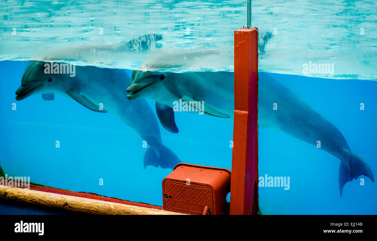 Cute dolphins hi-res stock photography and images - Alamy