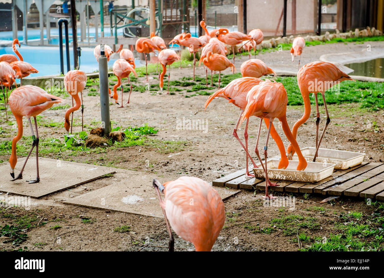 Flamingo outdoors hi-res stock photography and images - Alamy