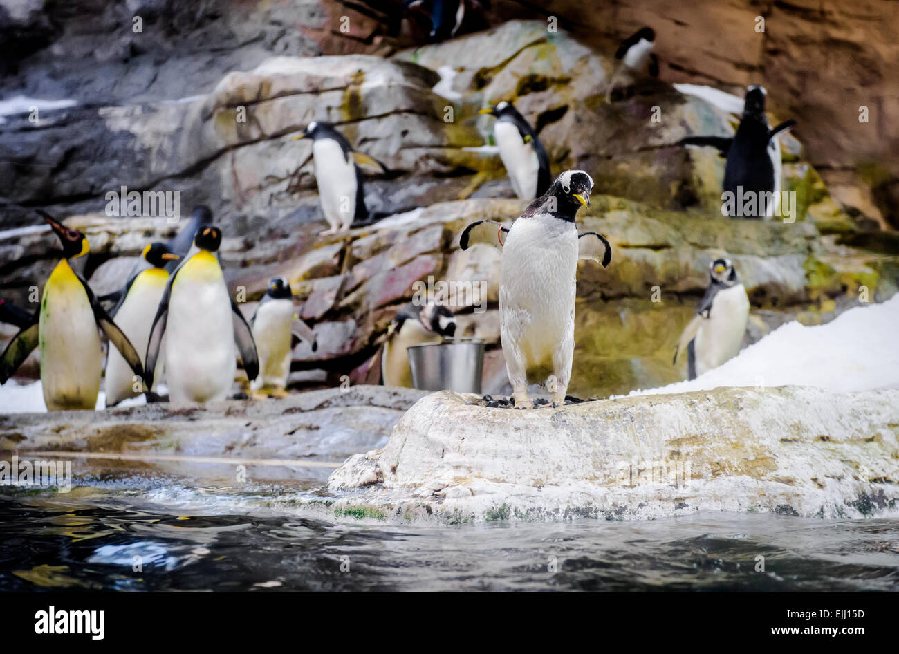 Emperor penguins group hi-res stock photography and images - Alamy