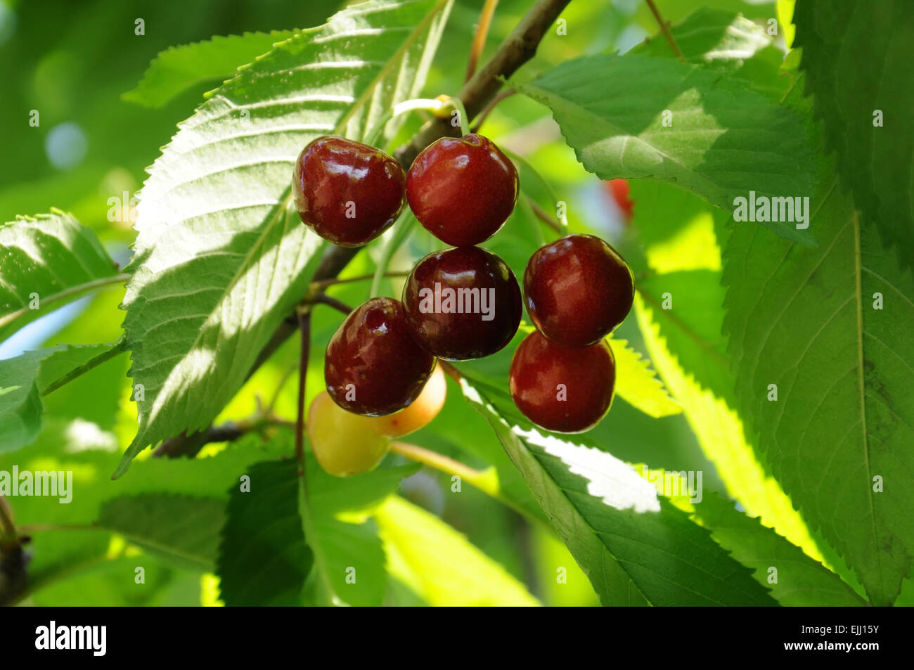 Ripening cherries on a tree branch Stock Photo - Alamy