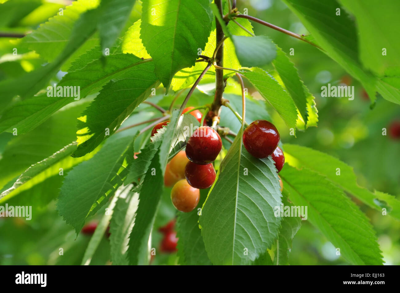 Ripening cherries on a tree branch Stock Photo - Alamy