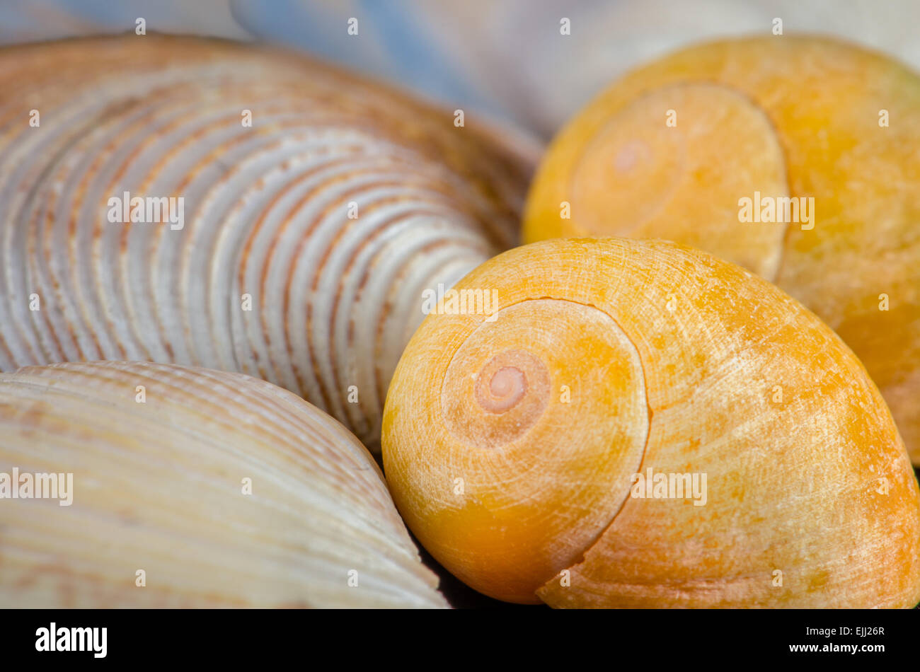 Snail shells yellow hi-res stock photography and images - Alamy