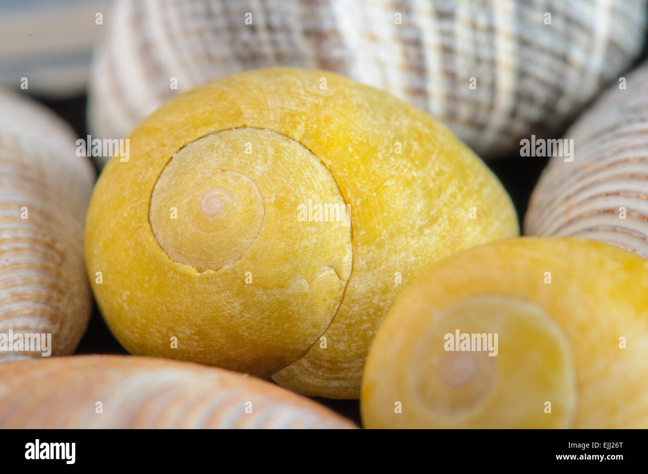 Closeup of sea shells with exotic yellow and orange colors, texture ...