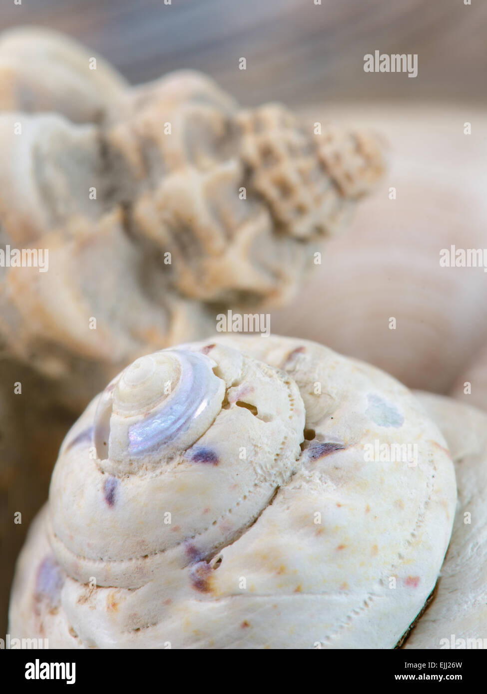 Group of sea shells with exotic spiral patterns, macro, vertical ...