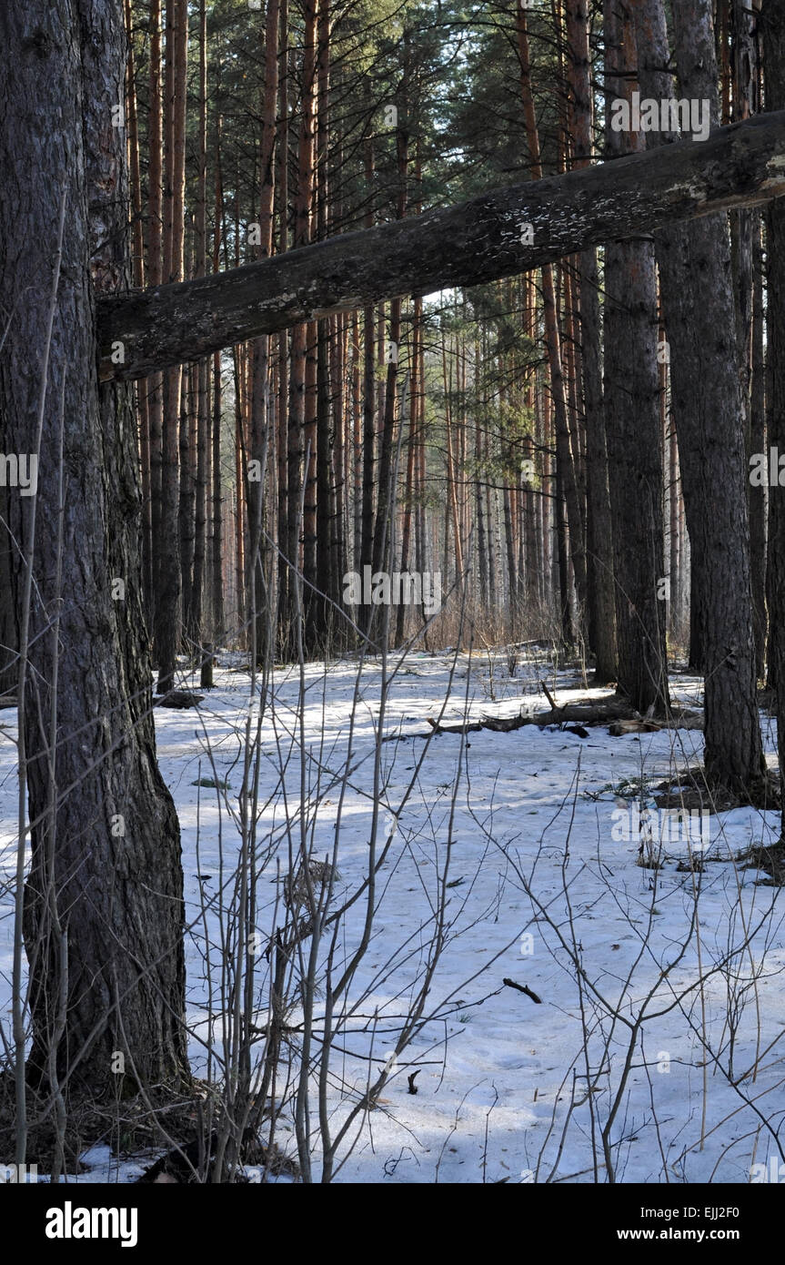 Pine forest in early spring. Fallen tree in the foreground Stock Photo ...