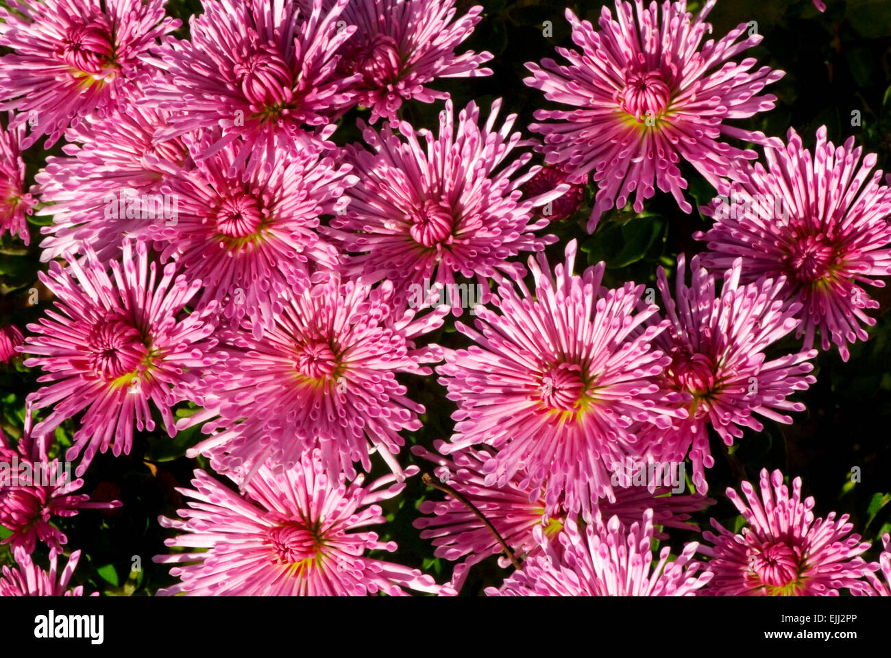Pink Aster flowers Stock Photo - Alamy