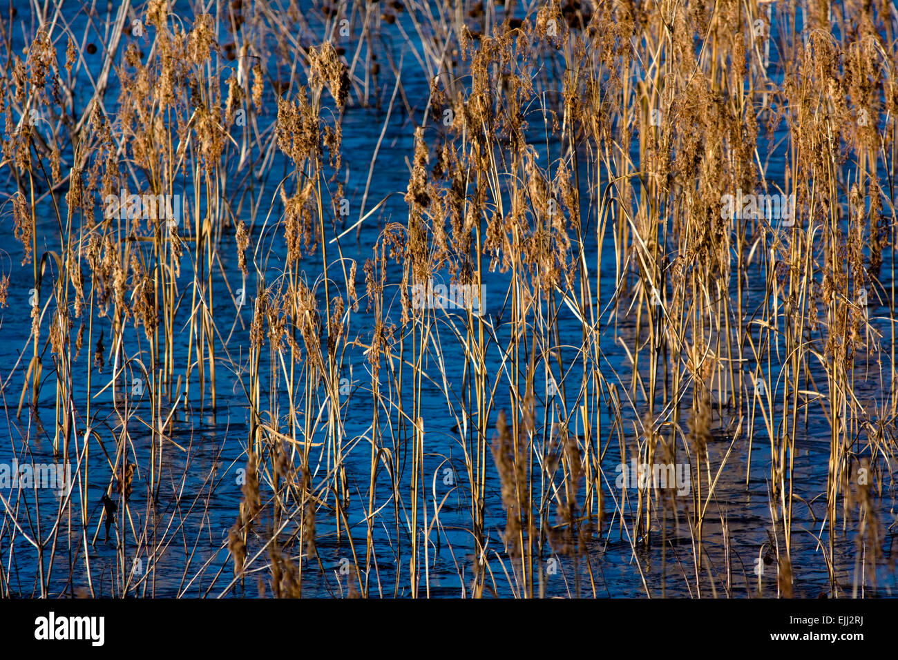 Pond weeds pop-up out of the blue water of a sunny day Stock Photo - Alamy