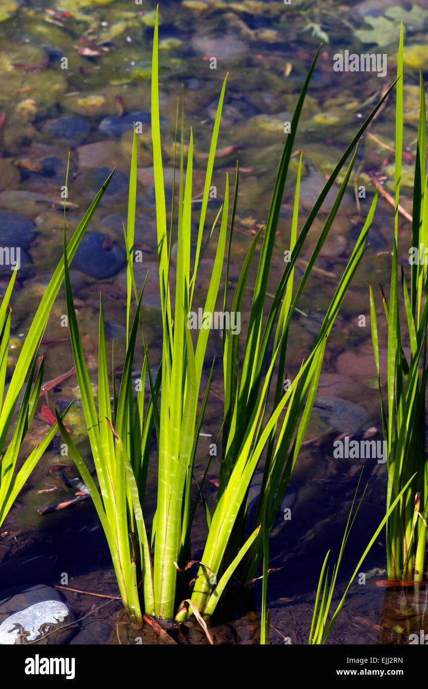 Reed shoots hi-res stock photography and images - Alamy