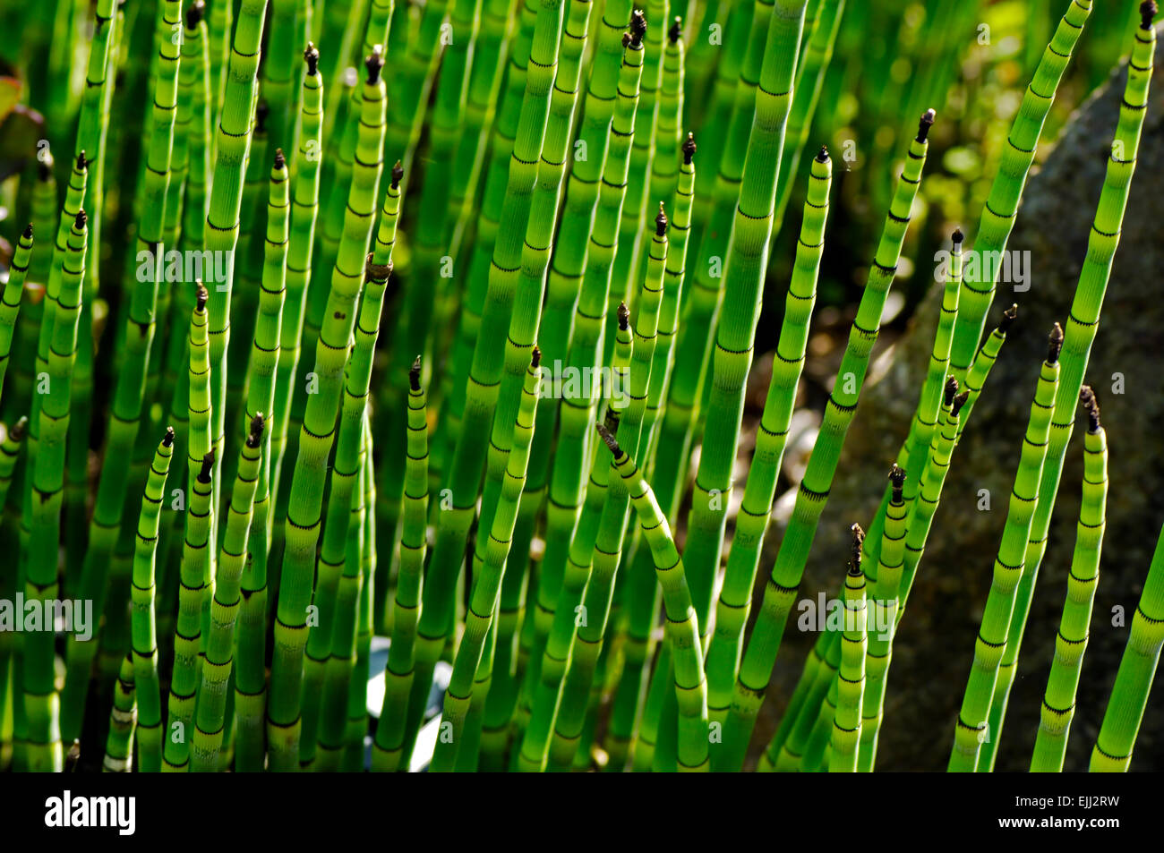 Horsetail reeds, are segmented green reeds that are beautifully colored ...